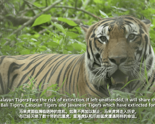 This Malaysian Documentary Made It All the Way to Cannes