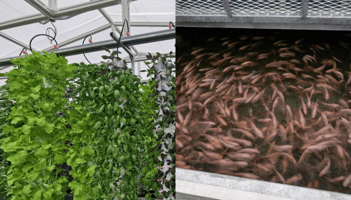 APU Students Successfully Become Founding Entrepreneurs of an Urban e-Farm