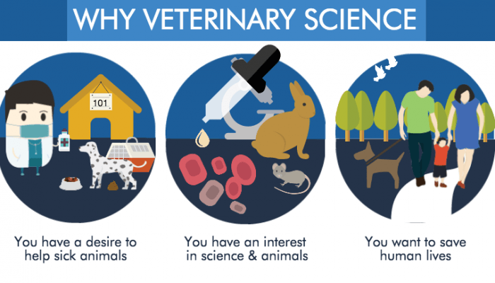 Veterinary Science Course in Malaysia - Where to Study